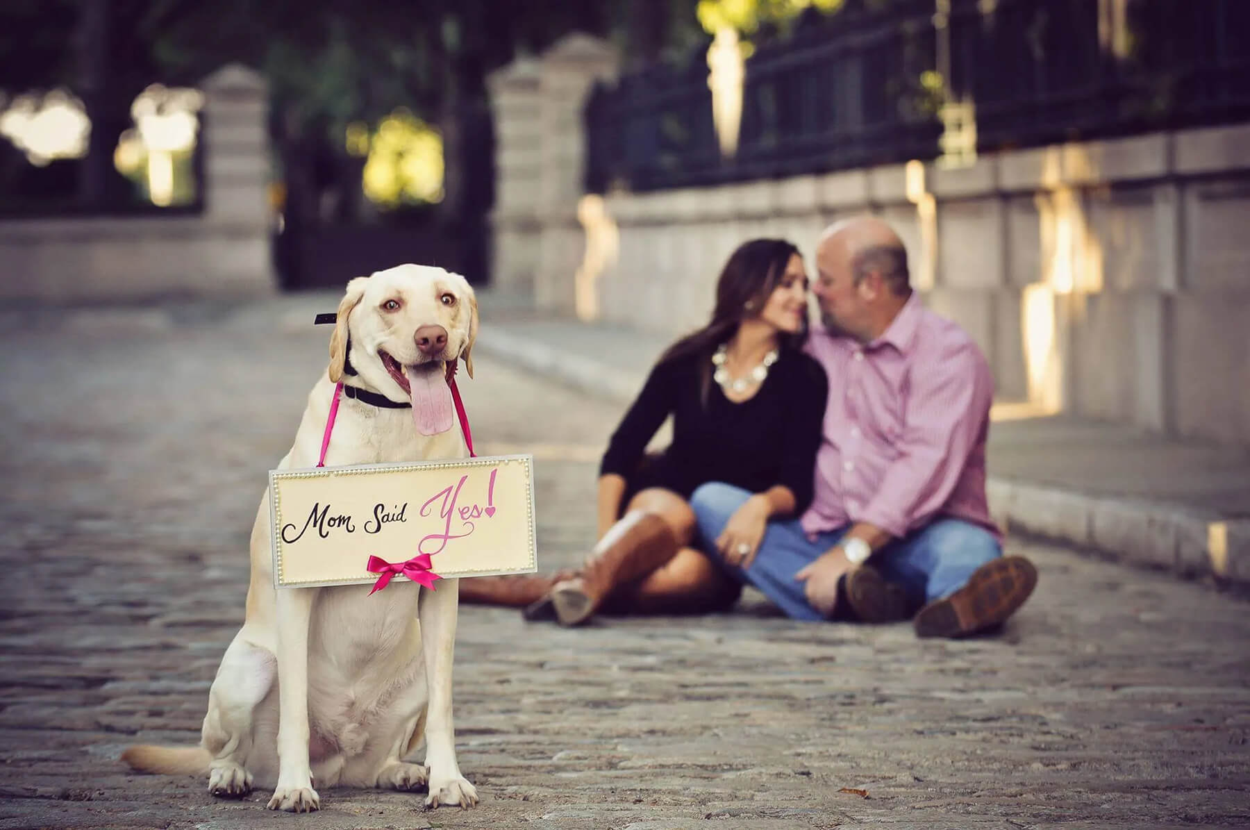 How to Include Your Dog into the Marriage Proposal | Proposal Ideas and ...