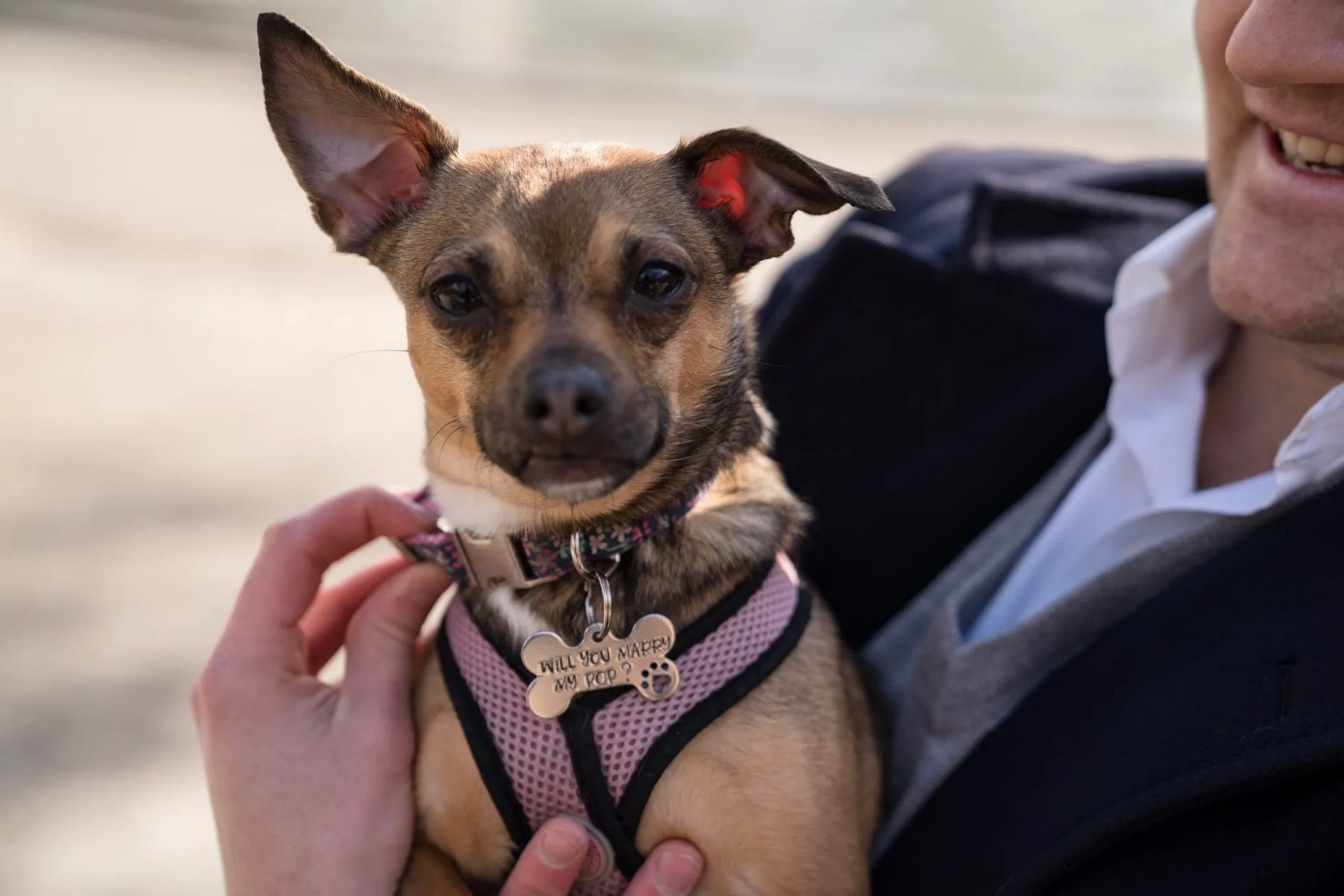 How to include your dog in proposal? | Proposal Ideas and Planning