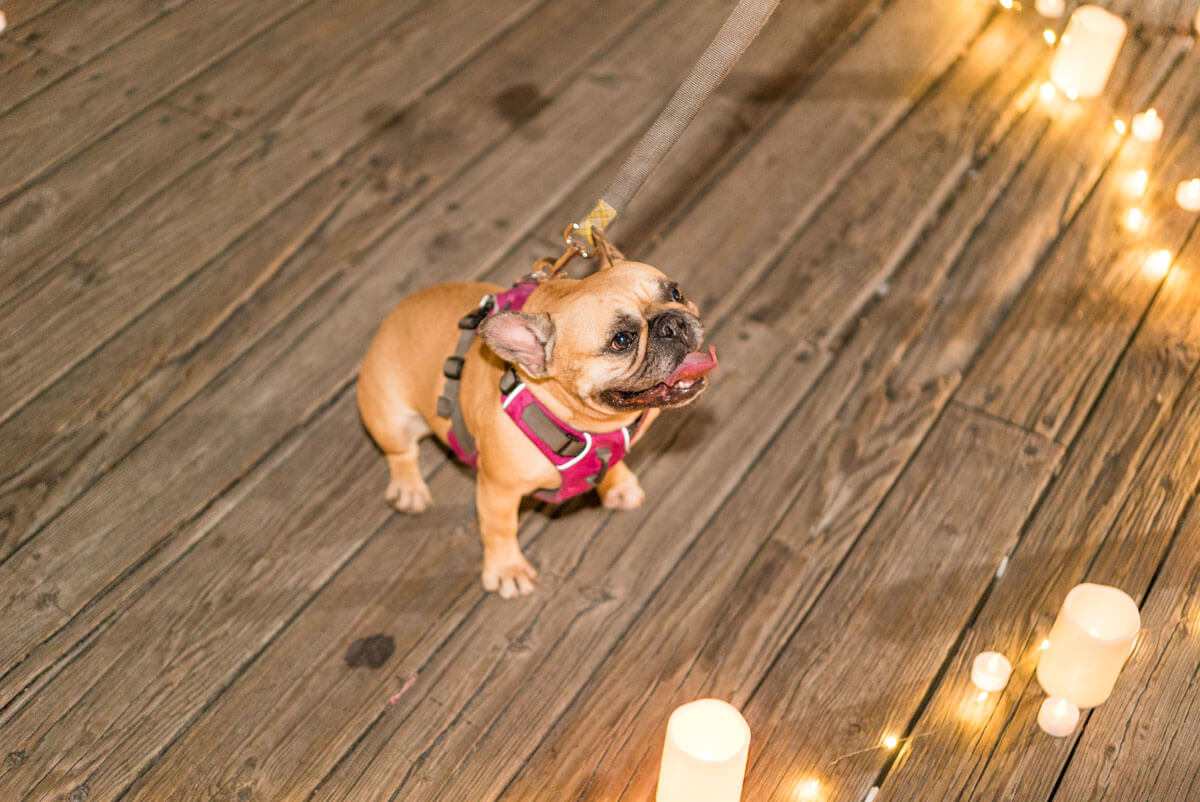 How to include your dog in proposal? | Proposal Ideas and Planning